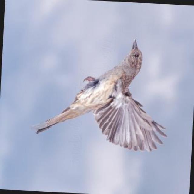 Bird Detection Object Detection Dataset V1 2025 02 15 8 44pm By