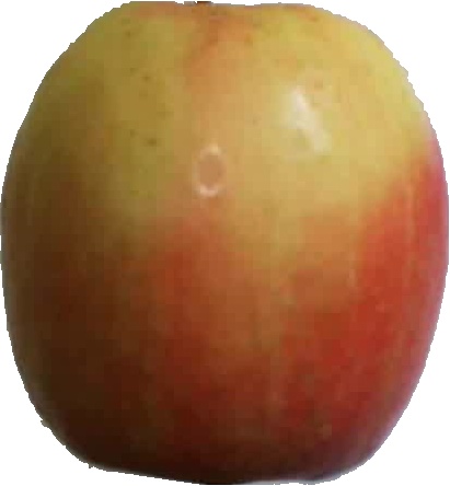 apple_detection Object Detection Dataset and Pre-Trained Model by new-workspace-mbctd