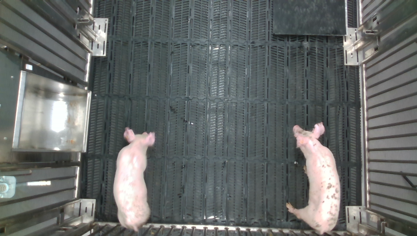 Pig_Group Object Detection Dataset by Pavel