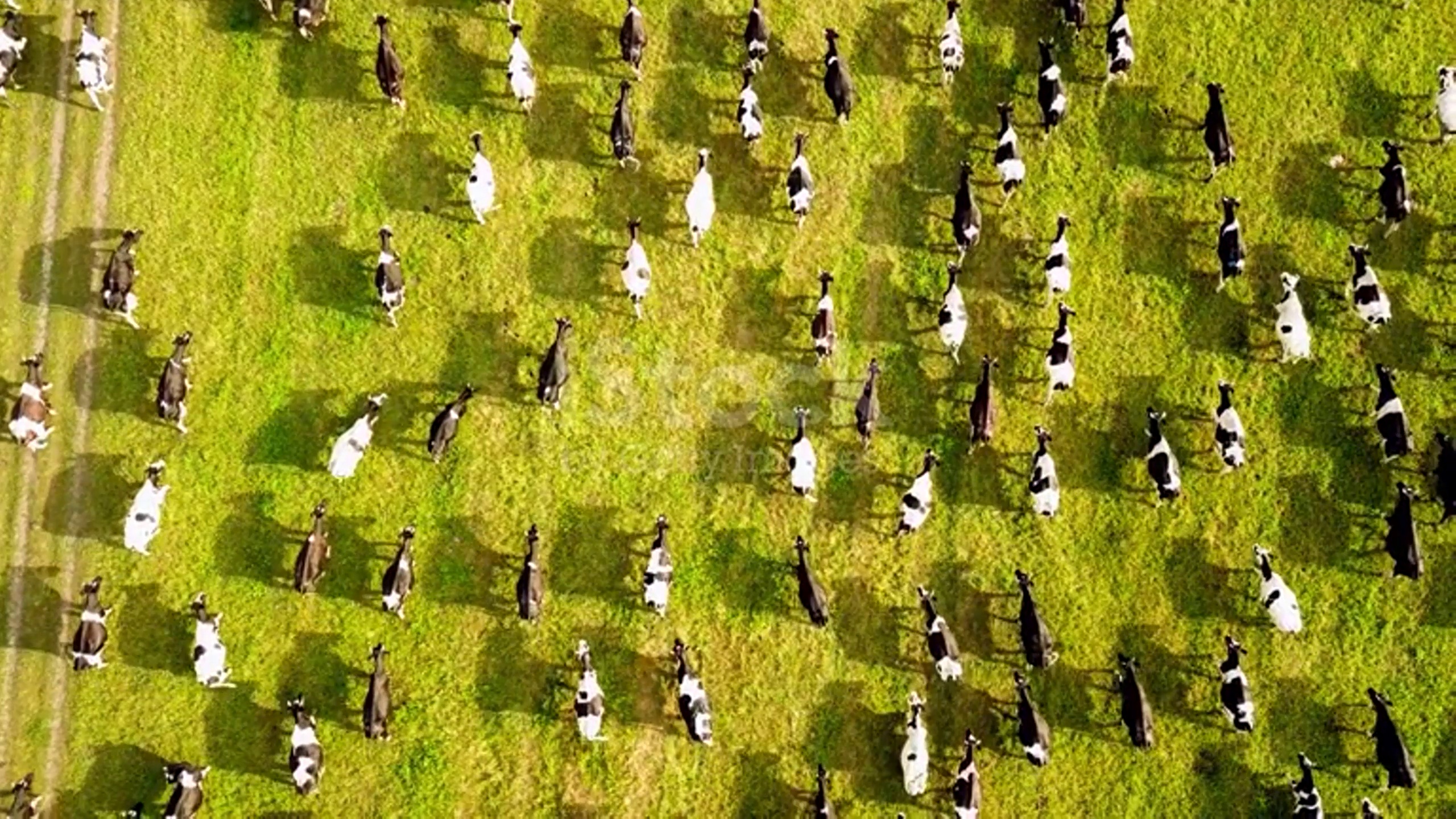 Detect Count And Visualize Object Detection Object Detection Dataset By Cowcounting