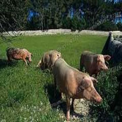 Wild boar Dataset Object Detection Model by wildlifedataset