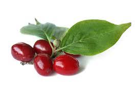 Cornel Object Detection Model by lkinwork