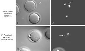 Oocyte Recognition Object Detection Dataset by UOB