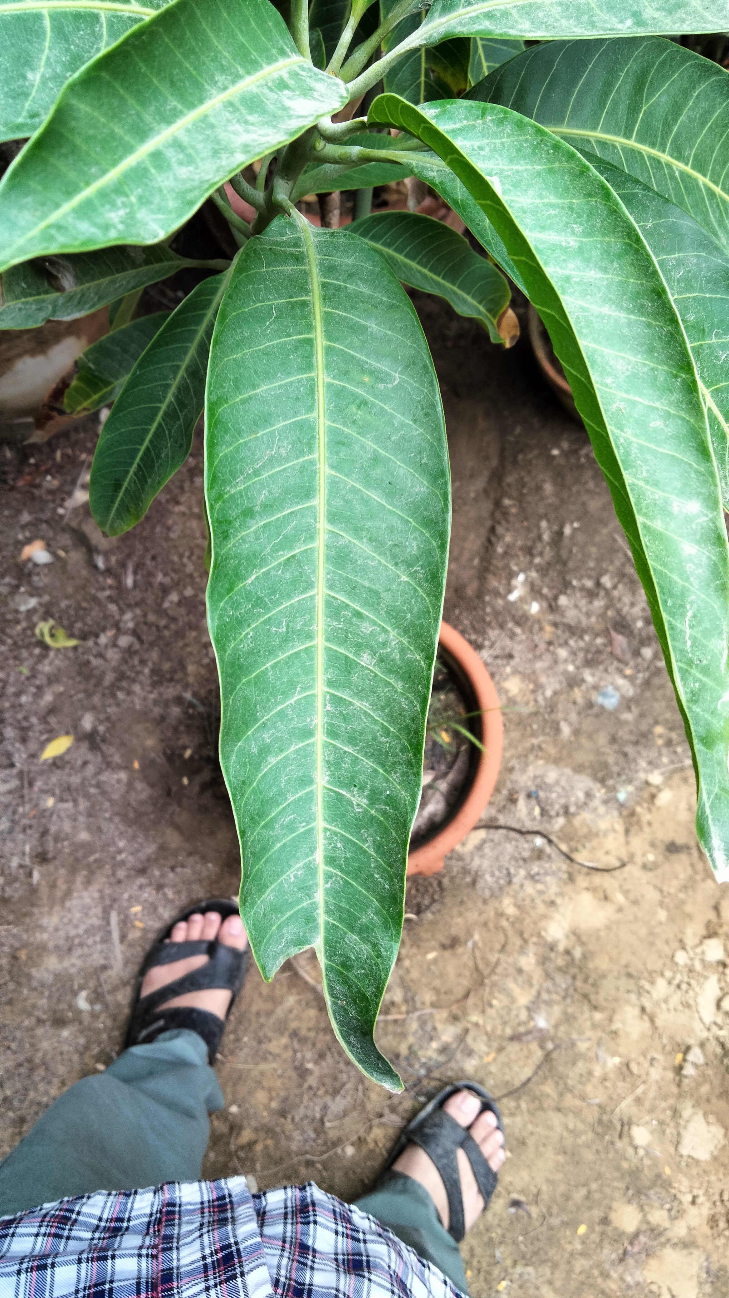 Plants Object Detection Model by Plants Research