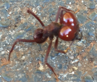 ant scanner Object Detection Model by UFPA