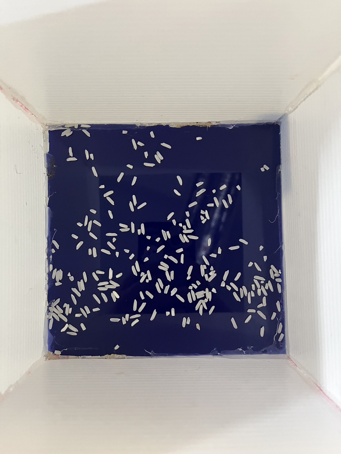 Rice photo Instance Segmentation Model by RICE