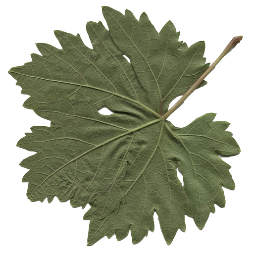 How to Use the 446 Classification API