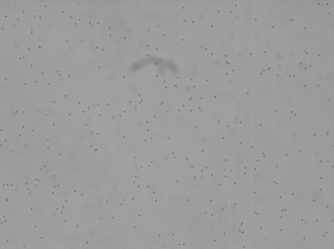 SoTilapia-FrameGrande Object Detection Dataset by Fisk Sperm Casa Series