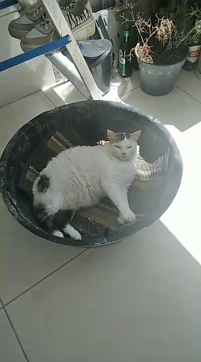 pets_detection Object Detection Dataset and Pre-Trained Model by ...