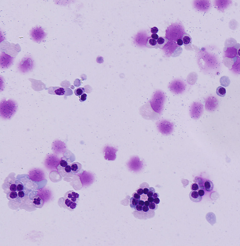cell Object Detection Model by TestCell