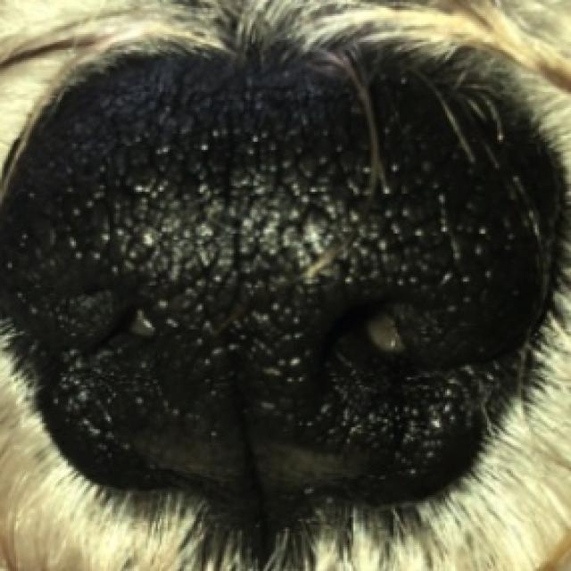 Dog Segmentation V2 Semantic Segmentation Dataset by Dogsegmentationnose