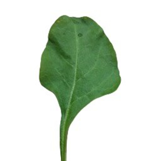 Spinach Object Detection Dataset by CLOROTECH