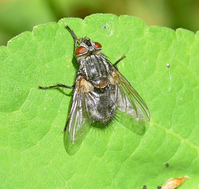 arthropod-taxonomy-orders Object Detection Dataset by dojo