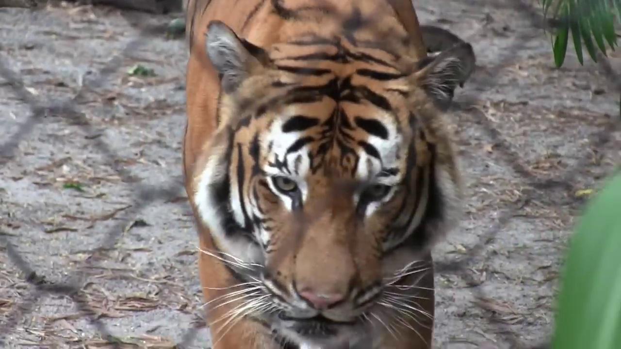 Wildlife Classification Dataset by Wildlife classification