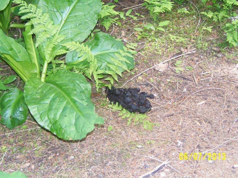 Feces Object Detection Dataset by Lihi Gur-Arie