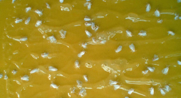 Masam Busuk Object Detection Dataset and Pre-Trained Model by Pest detection