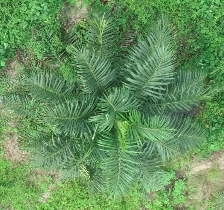 Oil Palm Project Object Detection Model By Lee