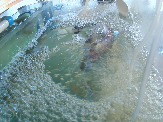 FYP Object Detection Dataset and Pre-Trained Model by Med