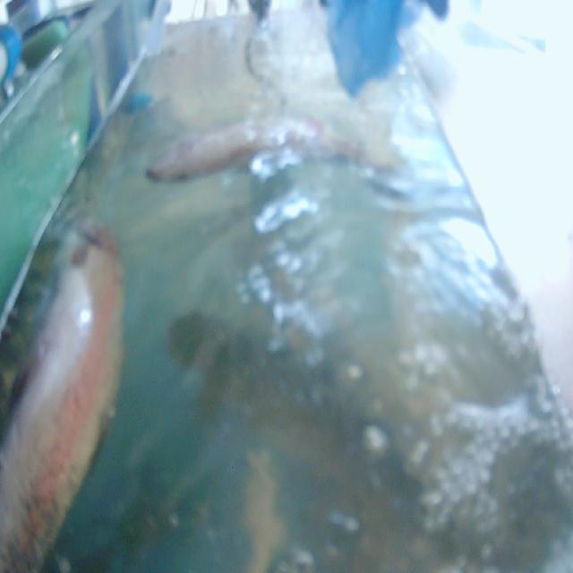 Waste Detection Combined Object Detection Dataset by Med