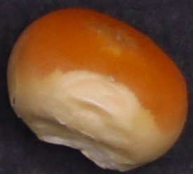 Corn Seed Variety Classification Classification Dataset and Pre-Trained Model by DoniWorkSpace