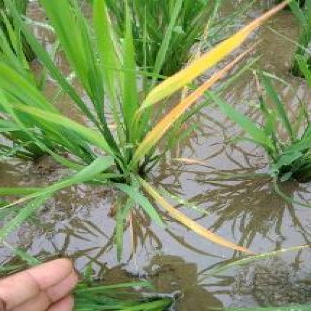 Rice Disease Object Detection Model by MARTIN