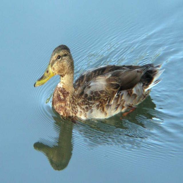 Duck2 Object Detection Dataset by Project01