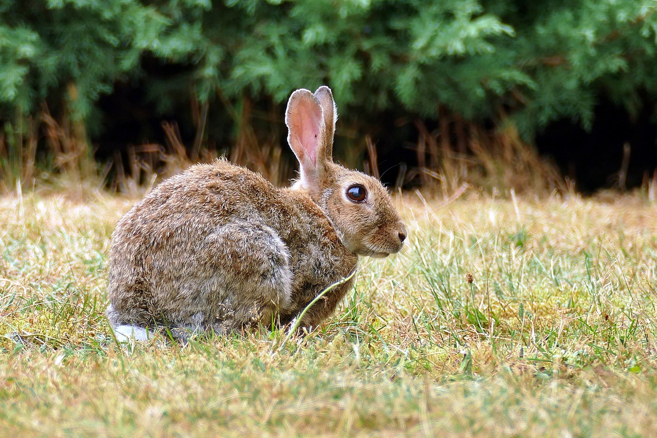 Cottontail-Rabbits Object Detection Dataset