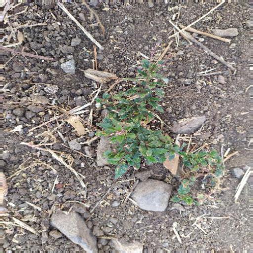 Weed Detection Classification Dataset And Pre Trained Model By Agribot