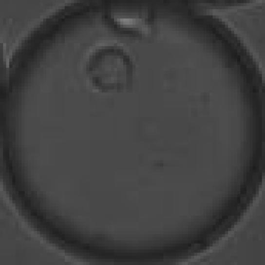 Single Cell Object Detection Dataset By Droplet
