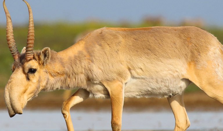 wildguard-detection Object Detection Dataset and Pre-Trained Model by iniya