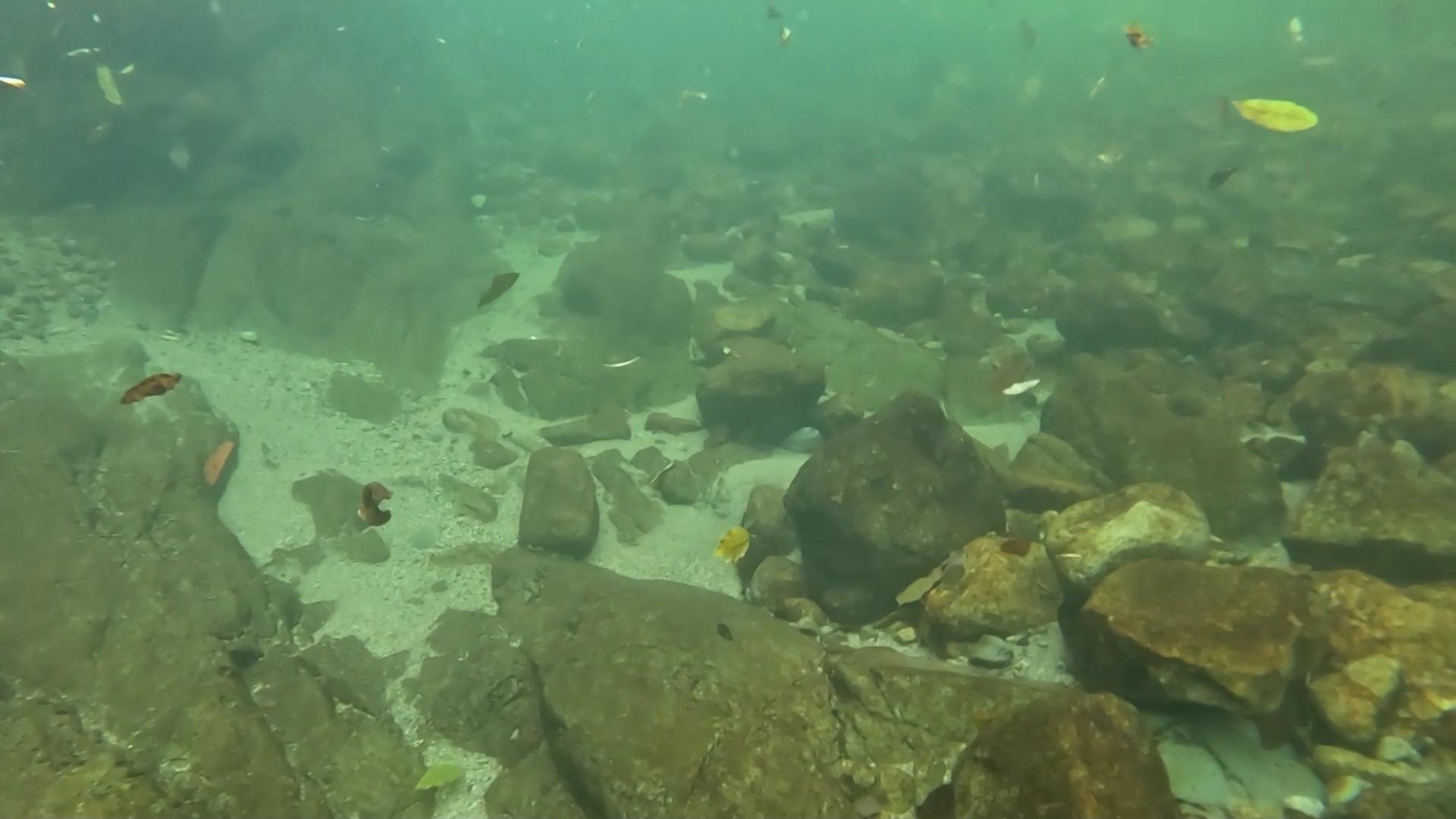 Fish Detection in upstream Object Detection Dataset by Kisuke