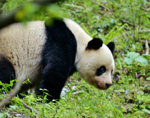 panda_detection Object Detection Model by program1