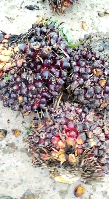 Ripeness Object Detection Dataset By Apu