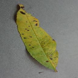 Peach Disease Object Detection Model by zeerox