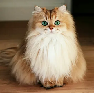 classification_cat Classification Dataset by fogier