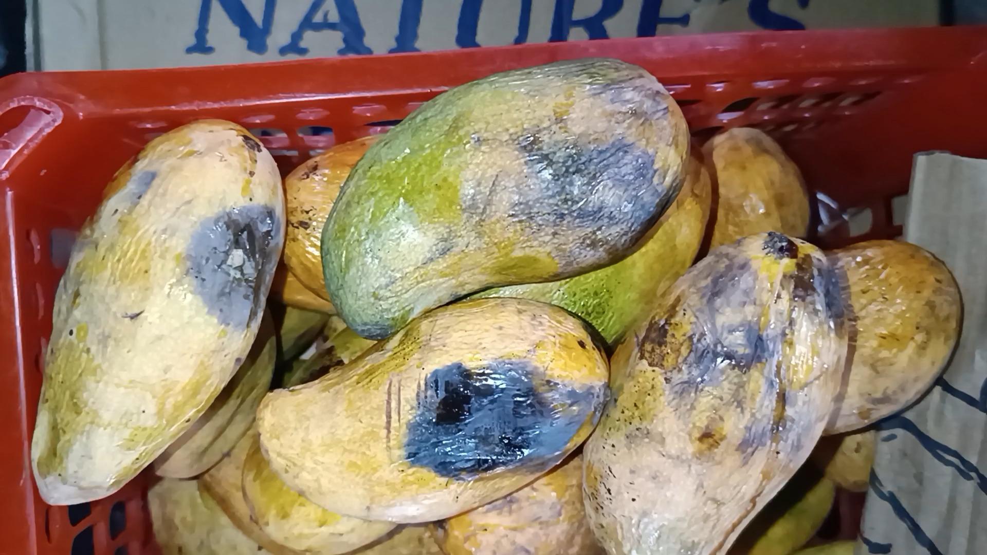 mango Object Detection Dataset by night