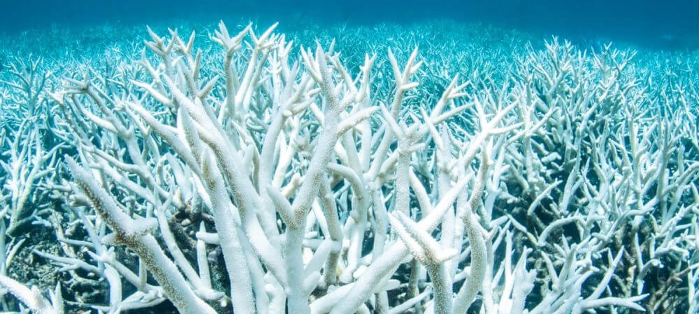 diseminasi kesehatan karang Object Detection Model by unsoed