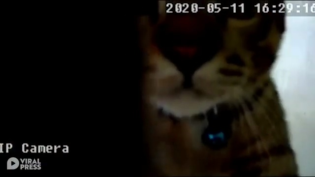 Cats Object Detection Dataset by DoorbellFrame2