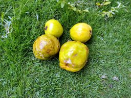 Apple+banana+guava Freshness detection Object Detection Dataset by ...