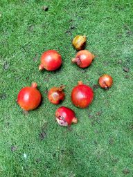 Pomegranate Spoilage Detection Object Detection Dataset by Fruit Spoilage Detection