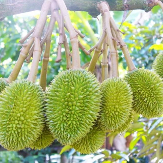 HCMC University of Technology and Education Vietnam - Roboflow Universe