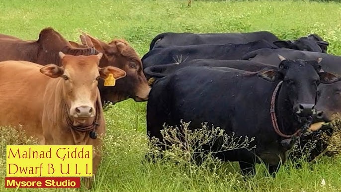 Cattle Breed Object Detection Model by BreedDetection