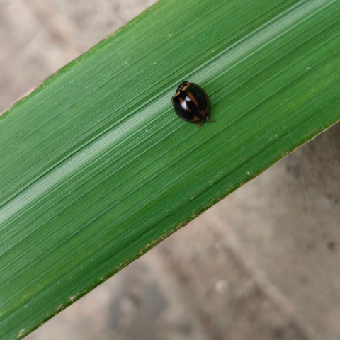 Kumbang_Coccinellidae_Detection Object Detection Dataset and Pre ...