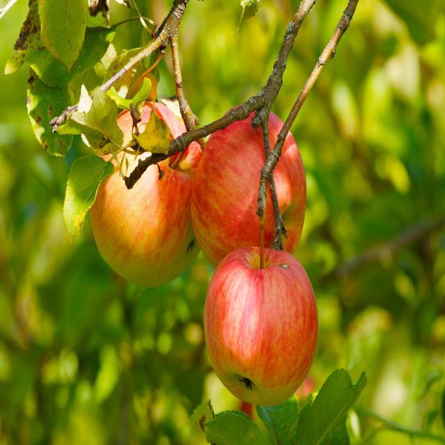 Tugas AI (tugas-ai-7eegc) - Roboflow Universe