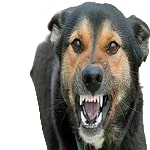 rabies Object Detection Model (v1, 2023-02-27 4:27pm) by dog