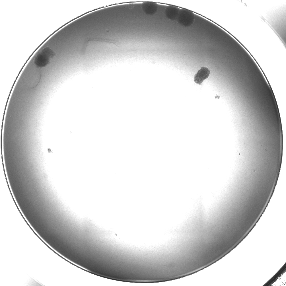 bbc Object Detection Model by vicky