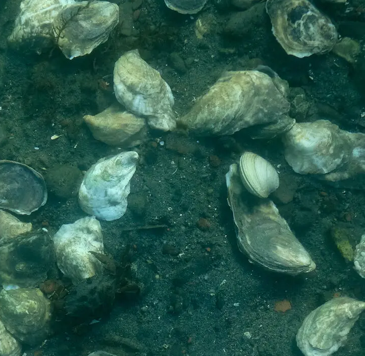 Oysters Object Detection Dataset by NewOysters