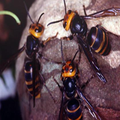 How to Use the Hornet Object Detection API