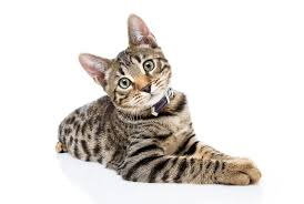 Dog and Cat v2 Object Detection Model by YOLOv1