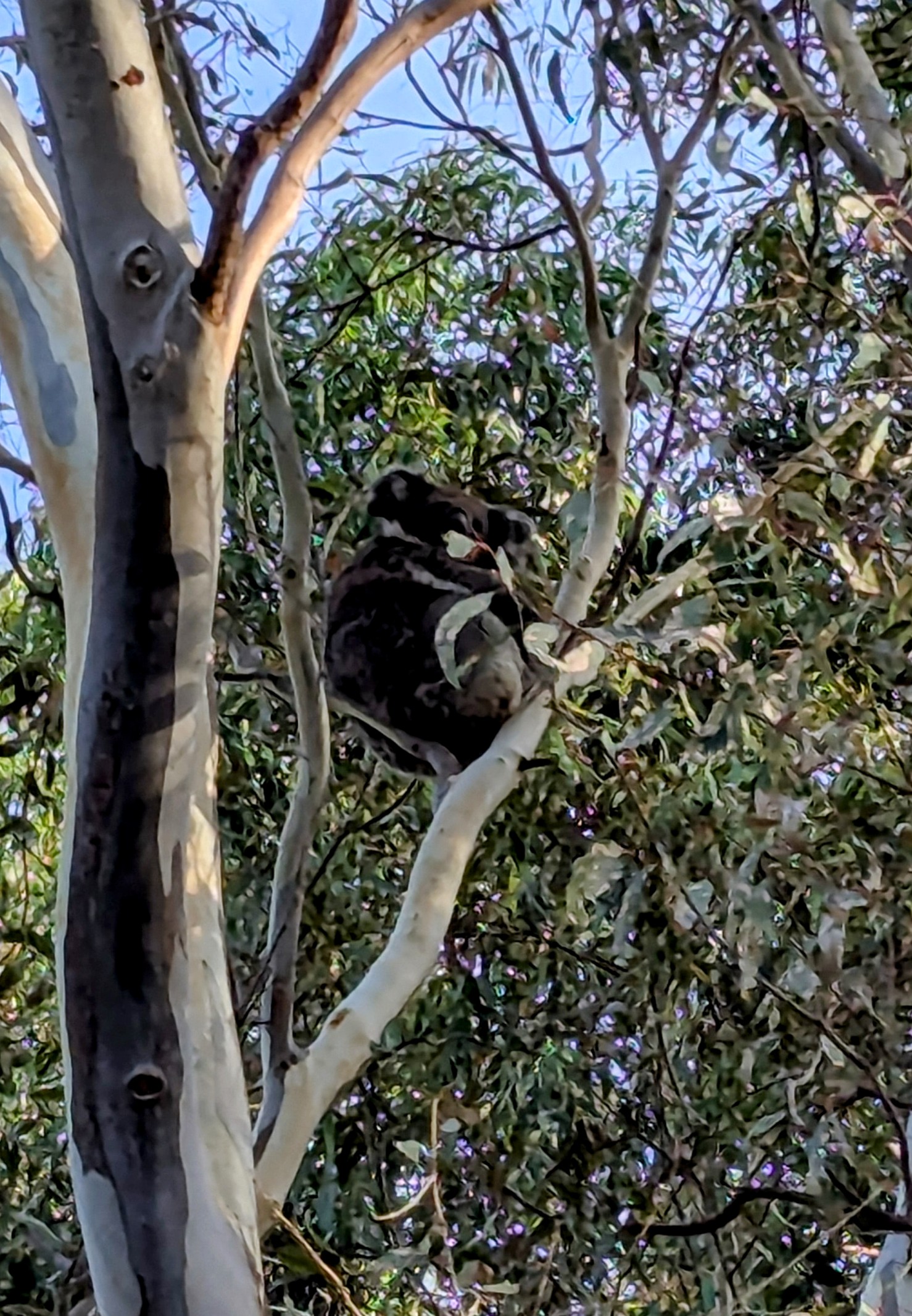 Koala Detection Object Detection Model By Koala